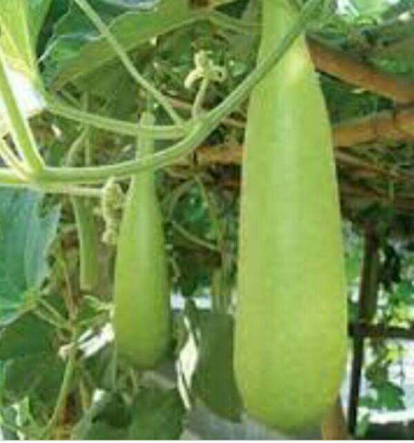 50 BIJI BIBIT LABU AIR LABU PUTIH//COD//MANGGARMAS | Lazada Indonesia