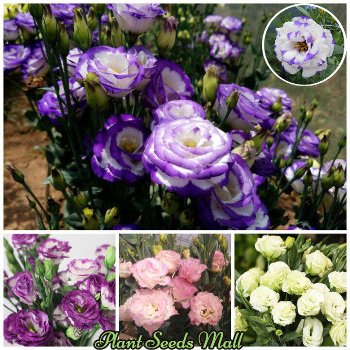 50PCS Eustoma Grandiflorum Flower Seeds Pokok Bunga Hidup Bonsai ...