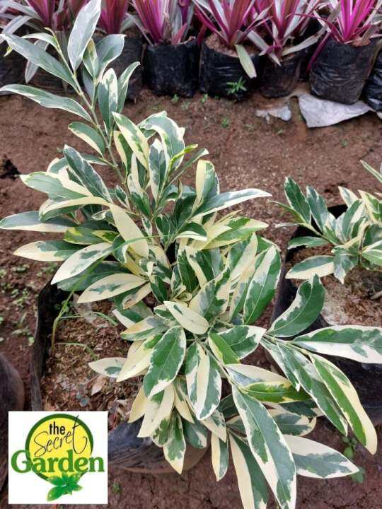Matdo Variegated Plant with FREE plastic pot, and garden soil (Outdoor ...