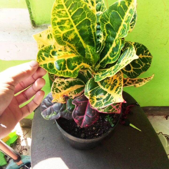 Tanaman hias puring kura - pohon puring kura - tanaman hias puring ...