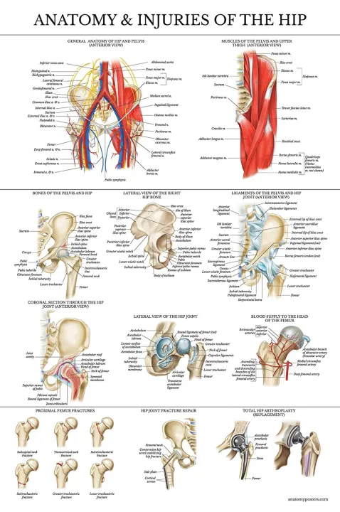 Laminated Anatomy and Injuries of The Hip Poster Hip Joint Anatomical ...