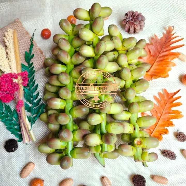 bunga aren 1-KG buah aren kawung langari | Lazada Indonesia