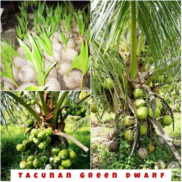 Coconut seeds beach juicy tacuna green dwarf coconut 50 seeds | Lazada PH