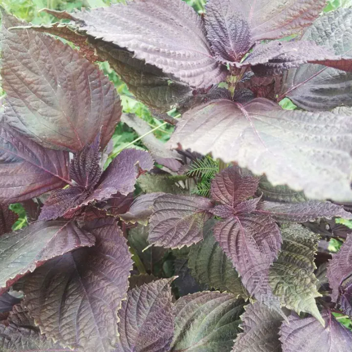 Full Purple Purple Perilla Seed Seedlings Four Seasons Seed Potted ...