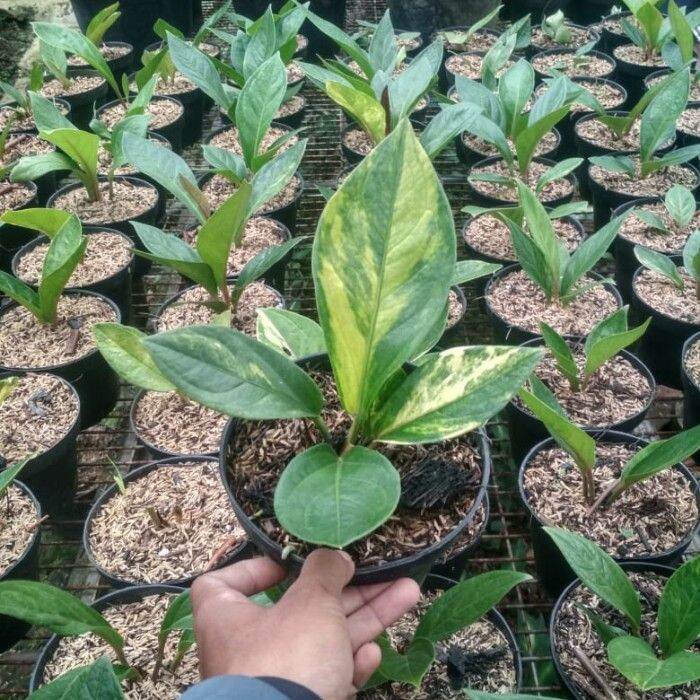 Anthurium Jemani Alexandria Variegata | Lazada Indonesia