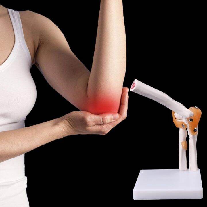 Props Model Free Postage Life Size Ligament Elbow Joint Anatomy Model ...