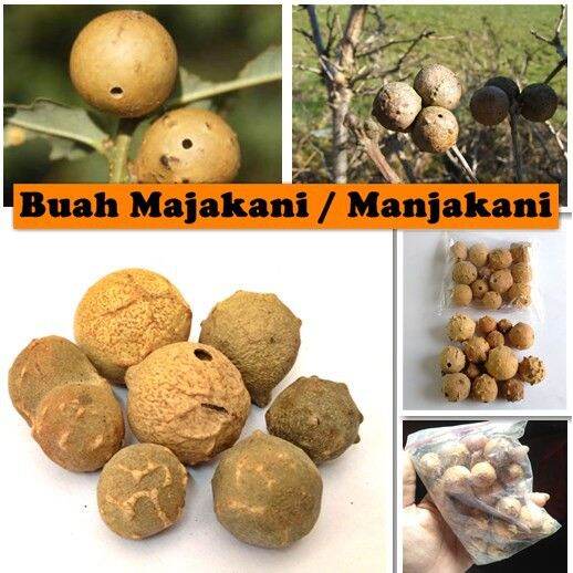 Buah Manjakani