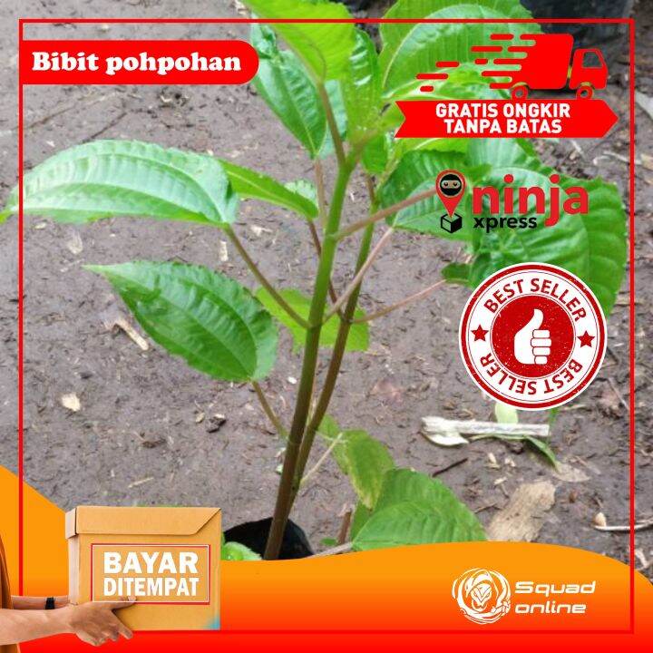 Bibit Pohpohan / Daun Pohpohan / Tanaman Herbal / daun lalapan ...