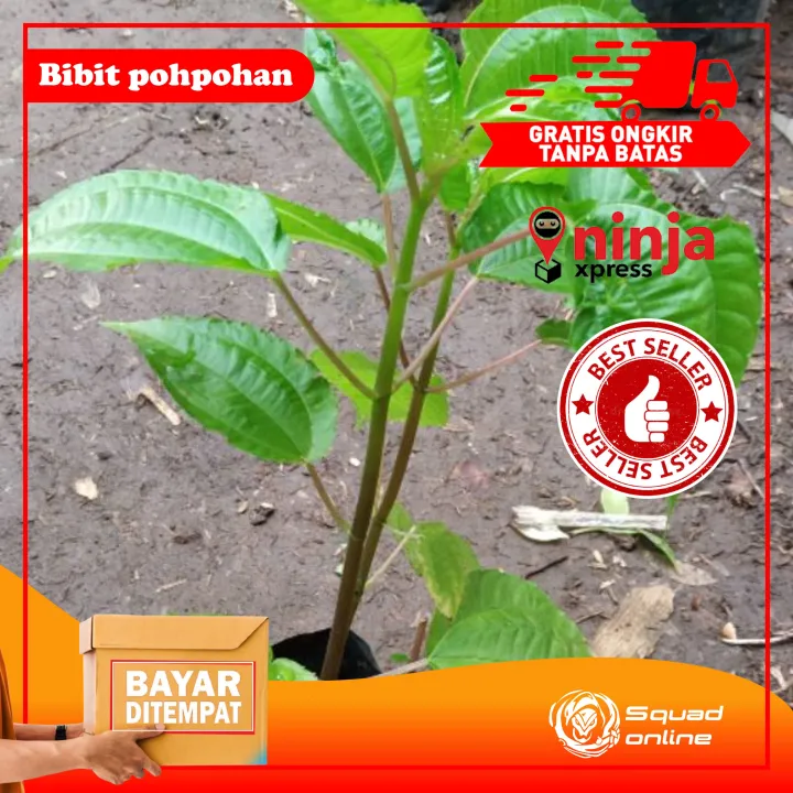 Bibit Pohpohan / Daun Pohpohan / Tanaman Herbal / daun lalapan ...