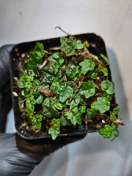 [Terarrium World] Live Plants, Ficus pumila quercifolia, Oakleaf Ficus ...