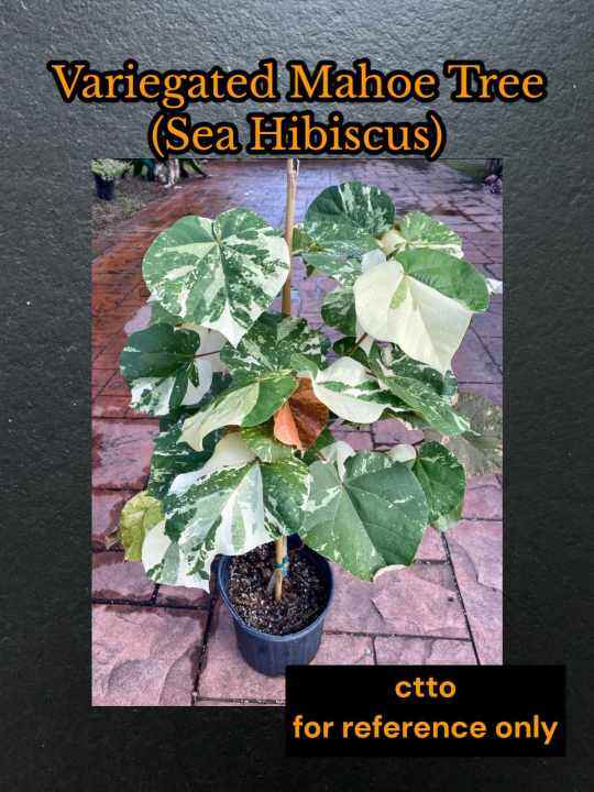 Variegated Mahoe Tree (Sea Hibiscus) | Lazada PH