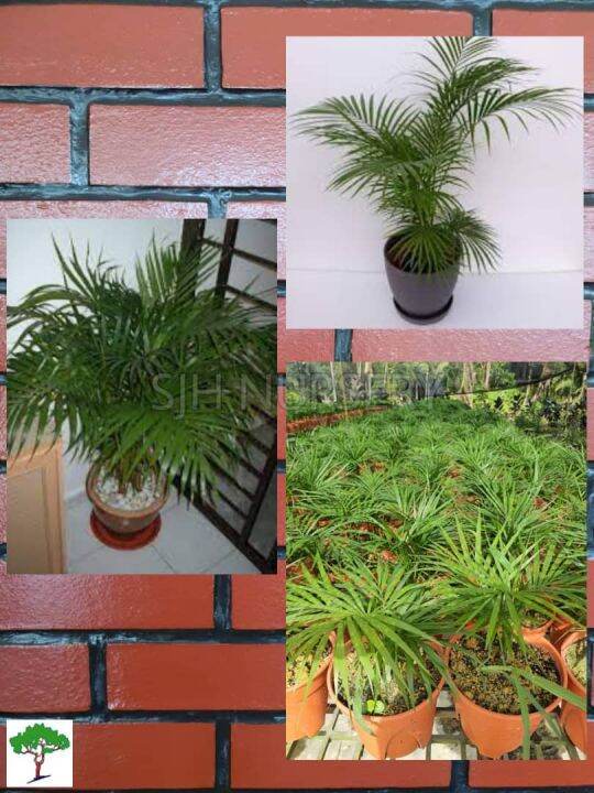 SJH - Anak Pokok Jawa Palm / Java Palm / 爪哇棕榈 25cm+- [Real Plant/Live ...