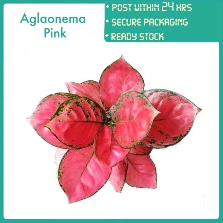 PBN - aglaonema pink - pokok bunga nursery tanaman hidup dalaman house ...