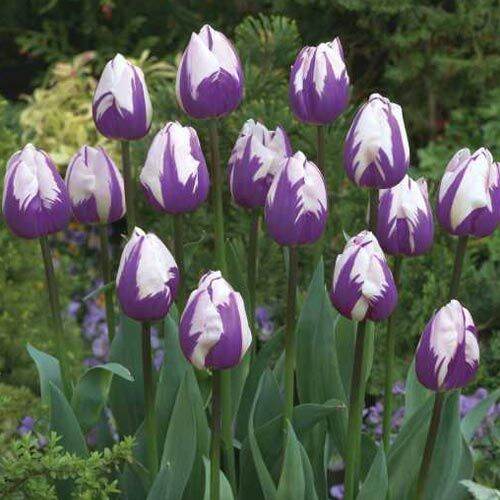 Blueberry Ripple tulip flower seeds 12seeds | Lazada PH