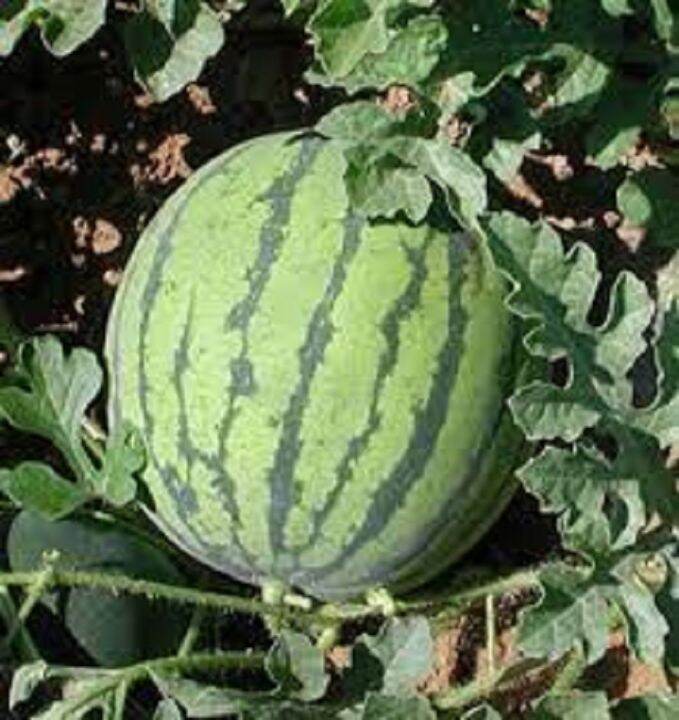 PAKWAN SEED`S (WATERMELON DRAGON) HYBRID | Lazada PH