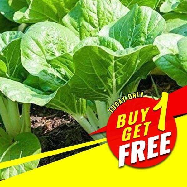 Petchay Seeds - Pavito Pechay Seeds Leafy Vegetable Seeds | Lazada PH