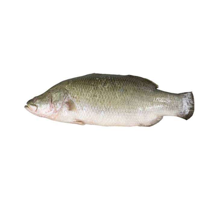 Fresh Catch Apahap "Local Seabass" Cleaned (300-400g) | Lazada PH