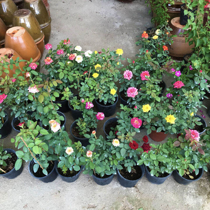 Anak Pokok Bunga Rose Rose plant tahan panas Rose Flower With Pot Live Potted Plant Ros Batik ...
