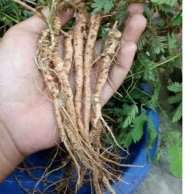 Akar tanaman daun putri malu 200 gram siap dicabut dari kebun | Lazada Indonesia