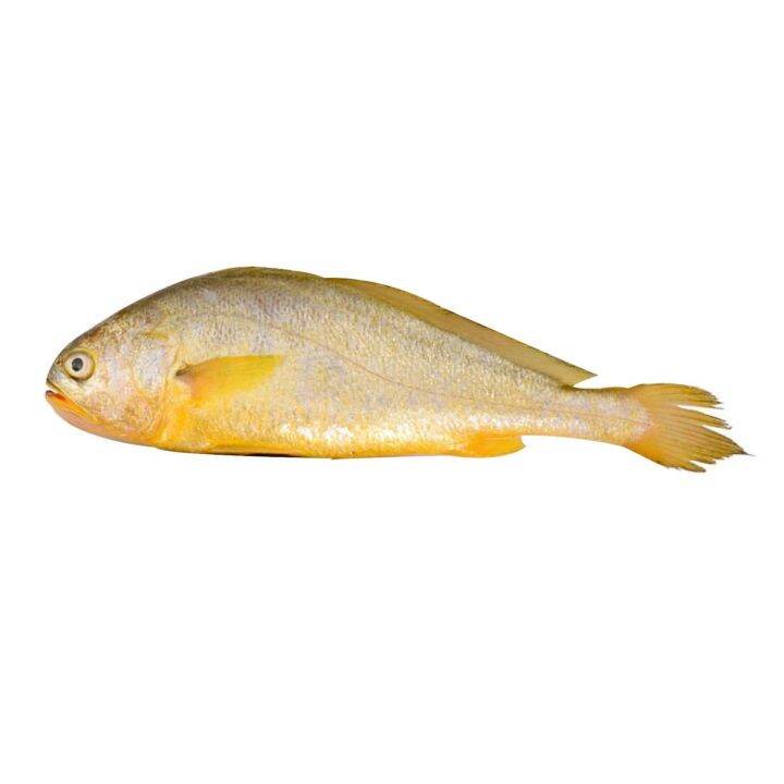 Yellow Croaker Fish ~500g | Lazada PH