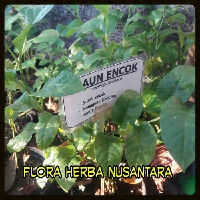 Bibit Tanaman Daun Encok Tanaman Herbal Tanaman Obat Encok | Lazada ...