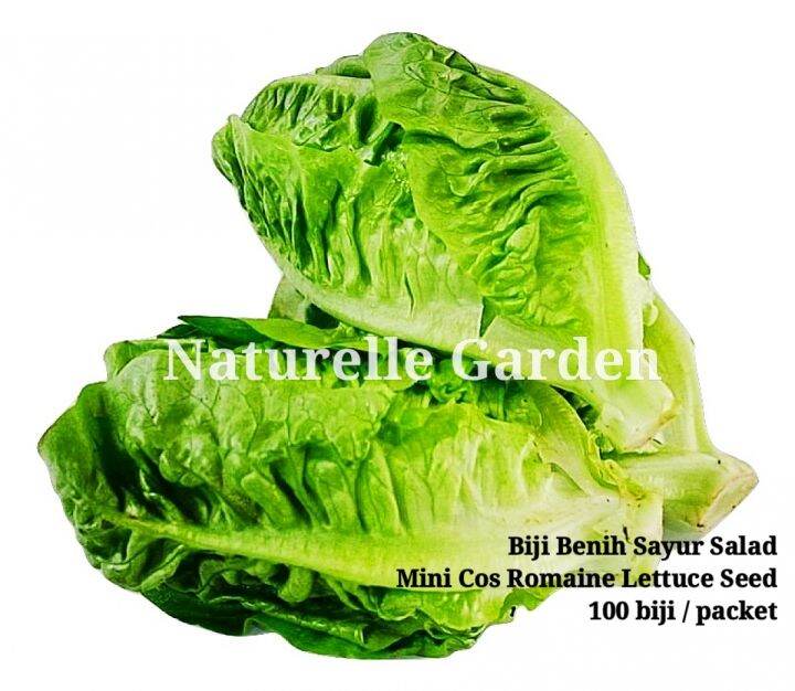 Benih Sayur Salad Mini Cos Romaine Lettuce Seed Benih Sayur Vegetable Seed 100 biji per pack ...