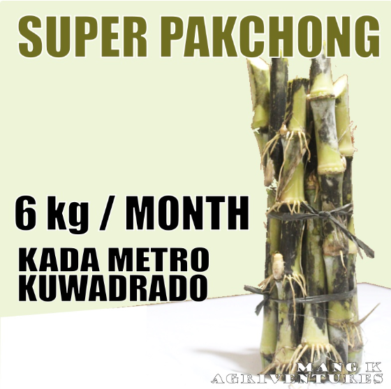 SUPER Napier Grass PAKCHONG for Ruminants KAMBING BAKA at TUPA Thailand ...
