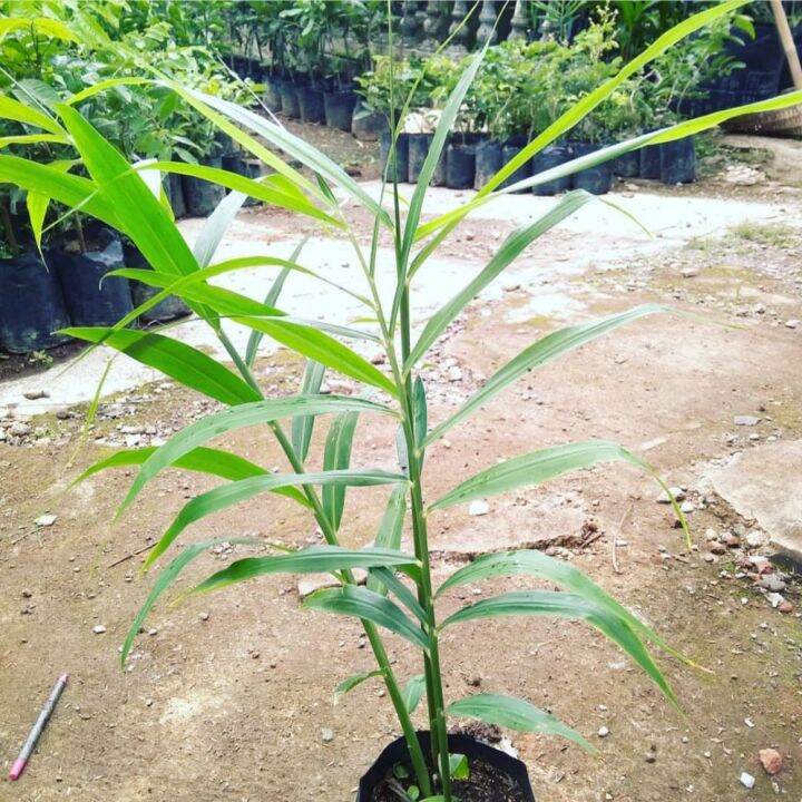 Promo Bibit Jahe Merah - Tanaman Pohon Jahe Merah | Lazada Indonesia