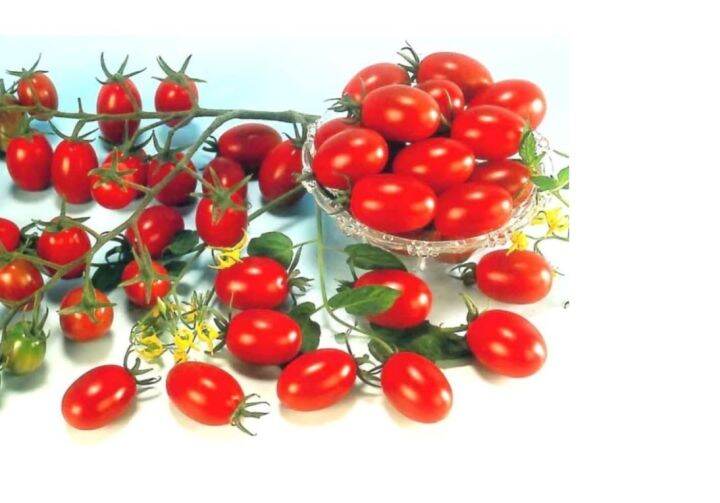 Bibit Benih Tanaman Tomat Cherry Merah Hibrida ROJITA tomato chery ...
