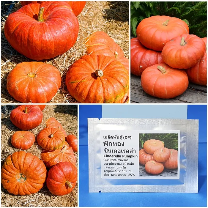 เมล็ดพันธุ์ ฟักทอง ซินเดอเรลล่า Cinderella Pumpkin Seed 10 เมล็ด คุณภาพ ...