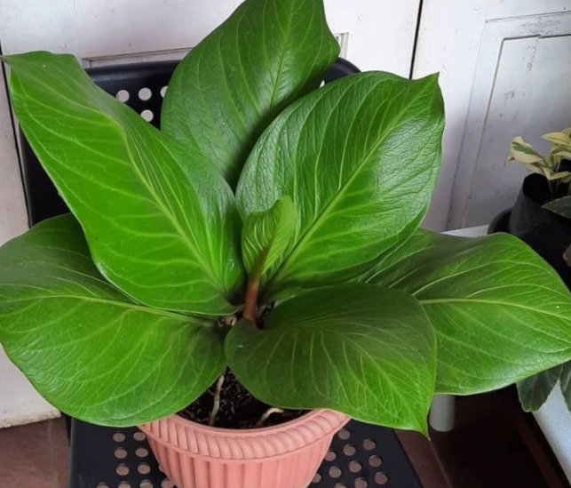 Anthurium Jemani Cobra / Bibit Anthurium Jemani Cobra | Lazada Indonesia