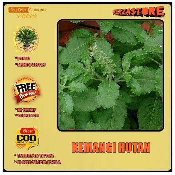 Biji Benih Kemangi Hutan Kemangi Ruku Ruku Tanaman Herbal /50 biji ...