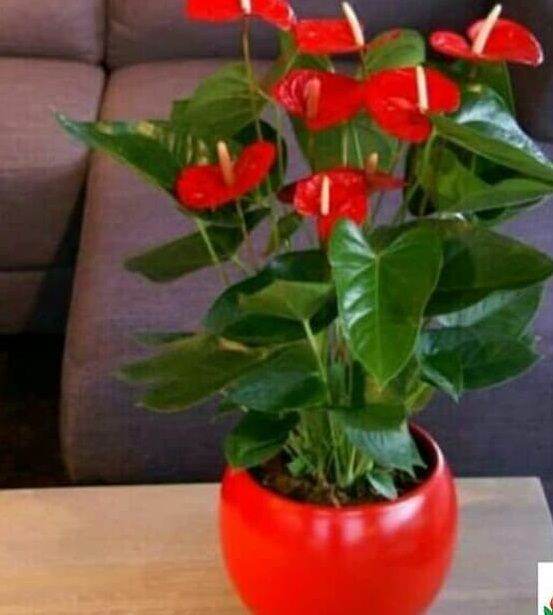 tanaman hias anturium Mickey mouse bunga merah - anthurium | Lazada ...