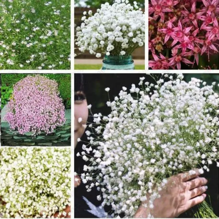 Biji Benih Bunga Gypsophila Paniculata (Elegans Baby's Breath) | Lazada ...