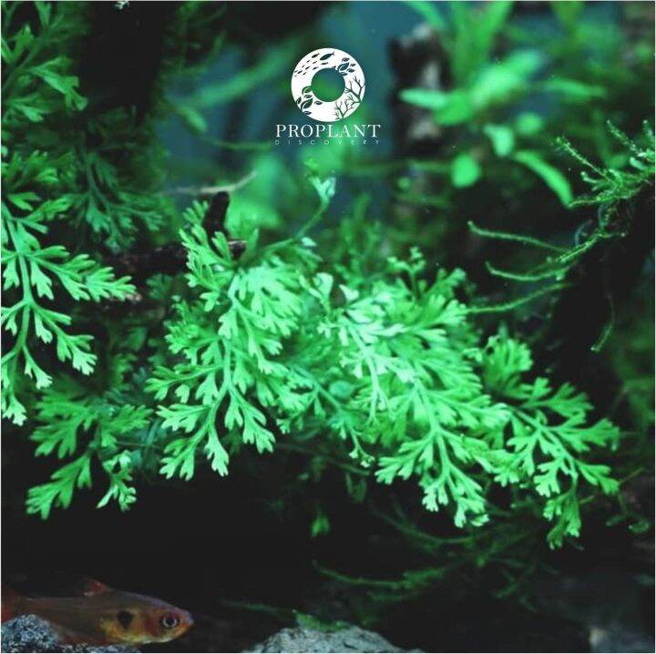 🔥Mini Bolbitis - Wood🔥Asplenium Tenuifolium Don ( Low Tech / No Co2 ...