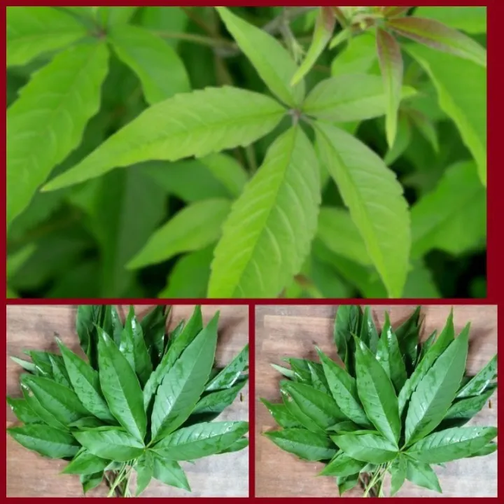 lagundi leaves 20pcs | Lazada PH