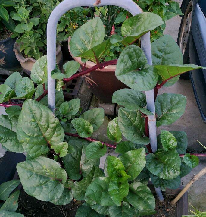 Malabar Spinach Seeds (Basella Rubra) / Bayam Raja Merah | Lazada