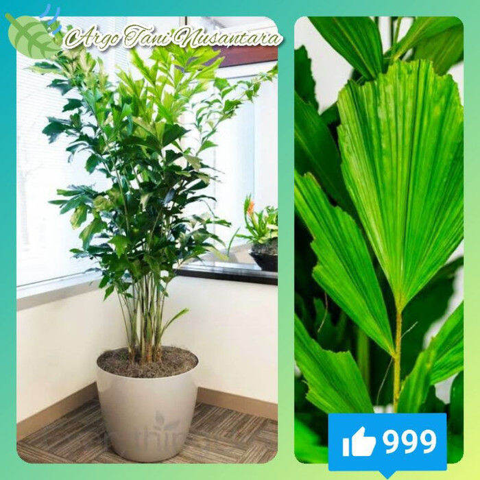 Bibit Tanaman Palem Caryota Mitis(Palem Ekor Ikan)#Pusat Tanaman Murah ...