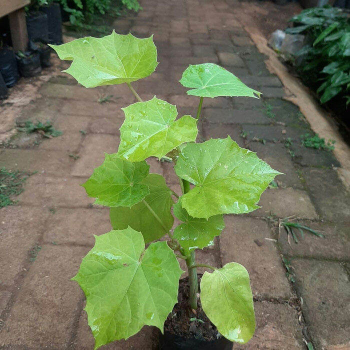 Tanaman Obat / Tanaman Jarak / Pohon Jarak / jarak pagar | Lazada Indonesia