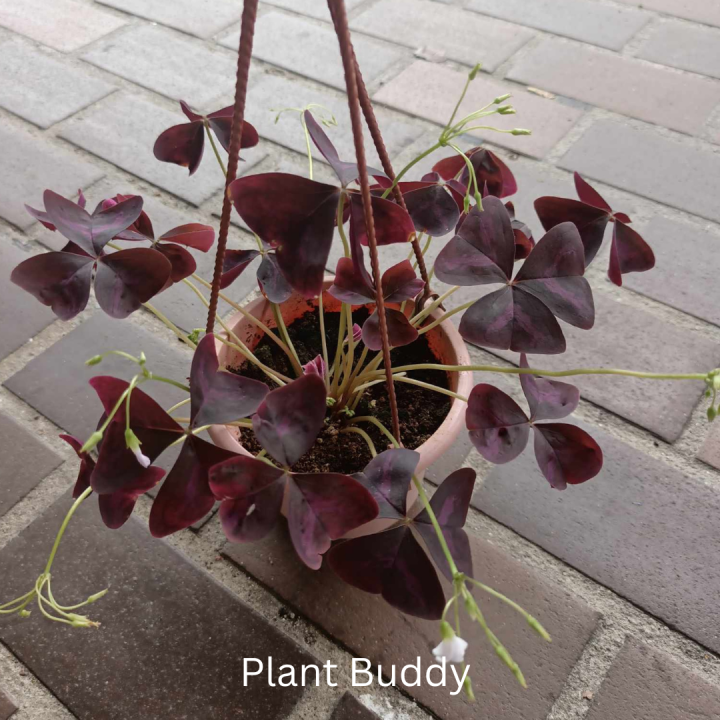 Formosa- Oxalis Triangularis/Pokok Rama Rama 蝴蝶花/幸运草/醡浆草 | Lazada