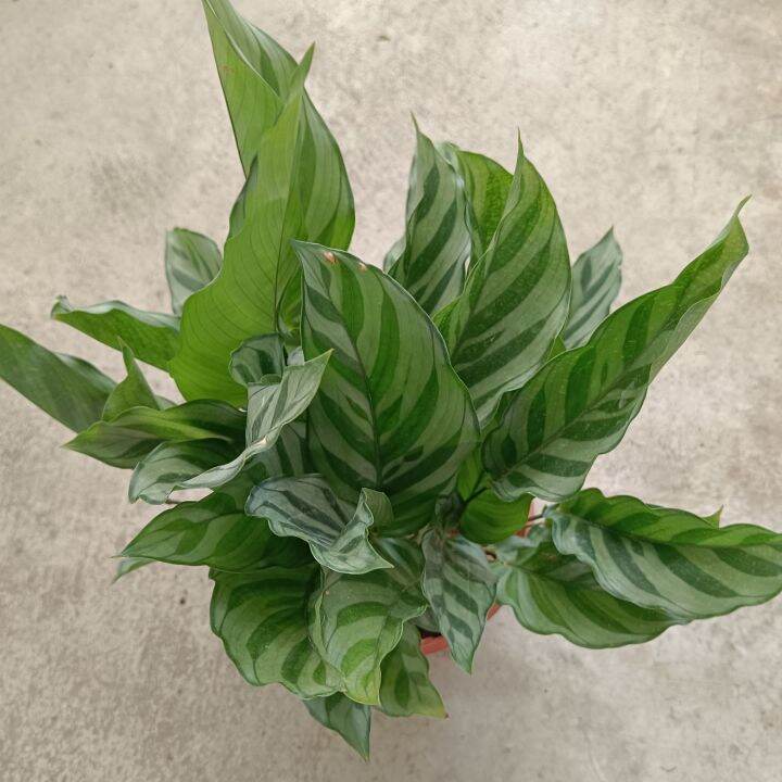 [Plantopia] Calathea Vittata | Pokok Hiasan Hidup Dalam Rumah | Indoor ...