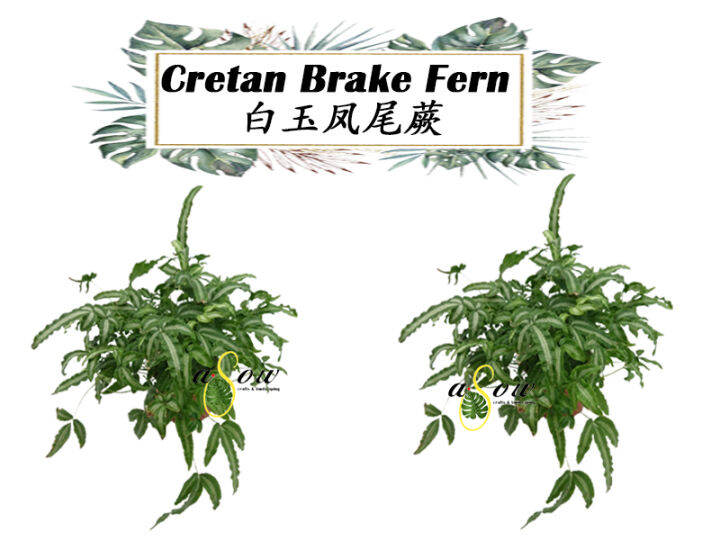 [LIVE PLANT] Pteris cretica 'Albo-lineata' - Cretan Brake Fern 白玉凤尾蕨 ...