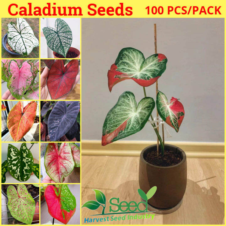 [Fast Germination] Mixed Caladium Seeds for Planting (100 Pcs/pack ...