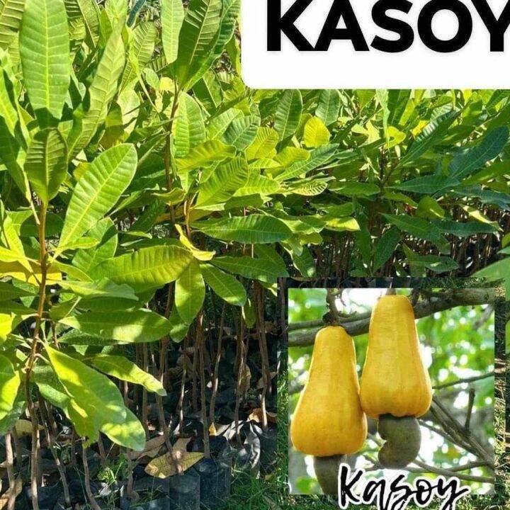 cashew/ kasuy plant | Lazada PH