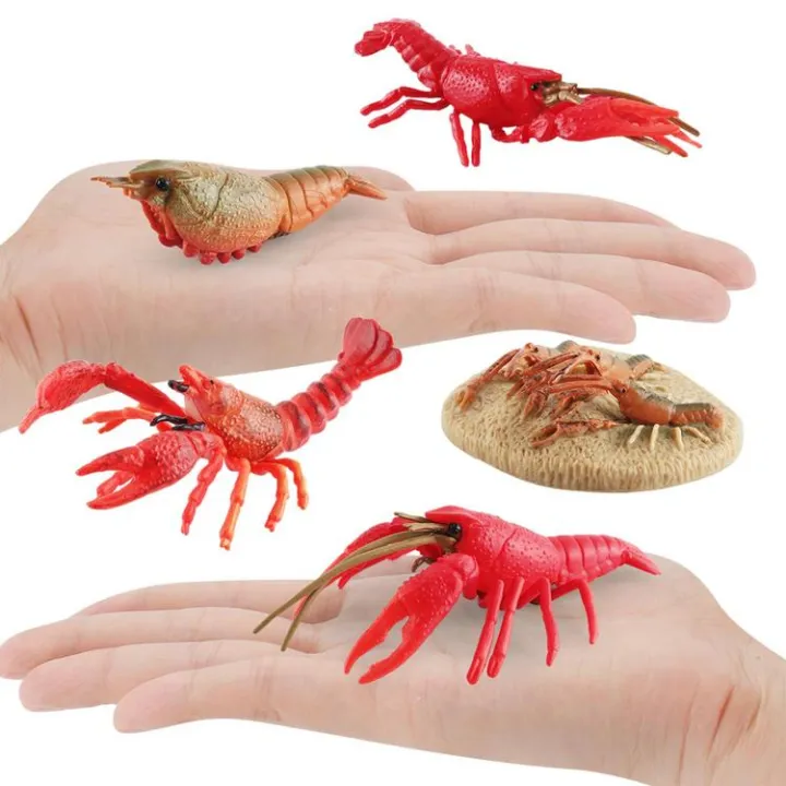 Life Cycle Kit Toy Crayfish Life Cycle Stages Sea Creatures Toys For ...