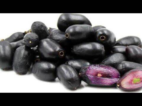 SEEDS:Naval Palam/Jamun/Java Plum/Black Plum | Lazada