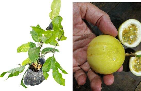Passion Fruit Sweet sunrise yellow plant sapling/ Anak pokok markisa ...