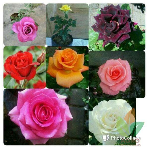 Paket Bunga Mawar Holland 5 Jenis | Lazada Indonesia