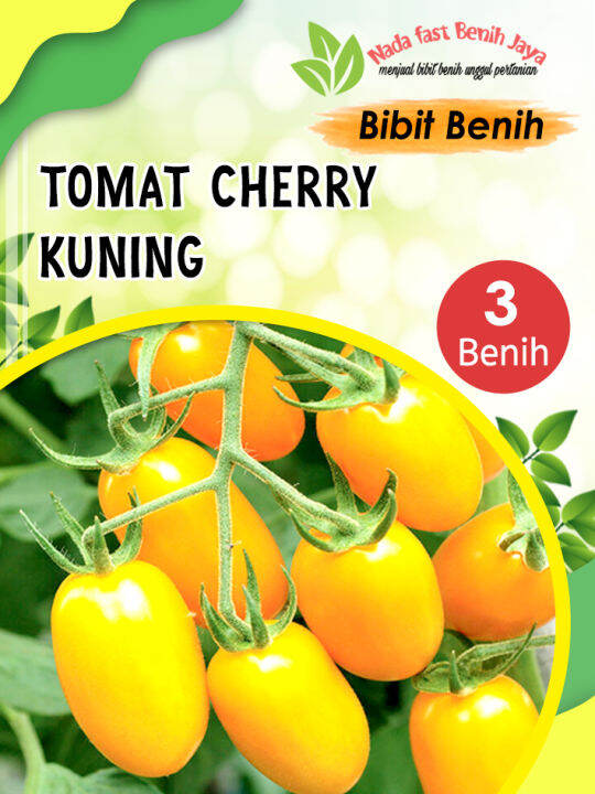 3 Biji Benih tomat chery kuning golden - Bibit tomat cerry kuning manis ...