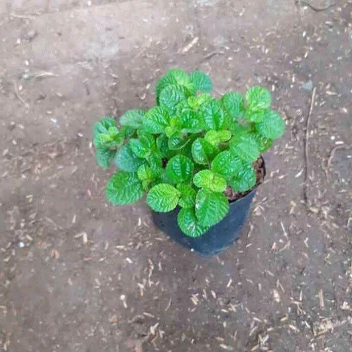 pohon mint - bibit pohon min - tanaman hias | Lazada Indonesia